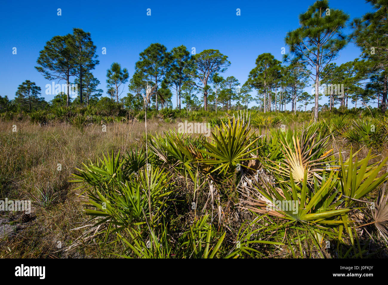 Florida pine flatwoods hi-res stock photography and images - Alamy