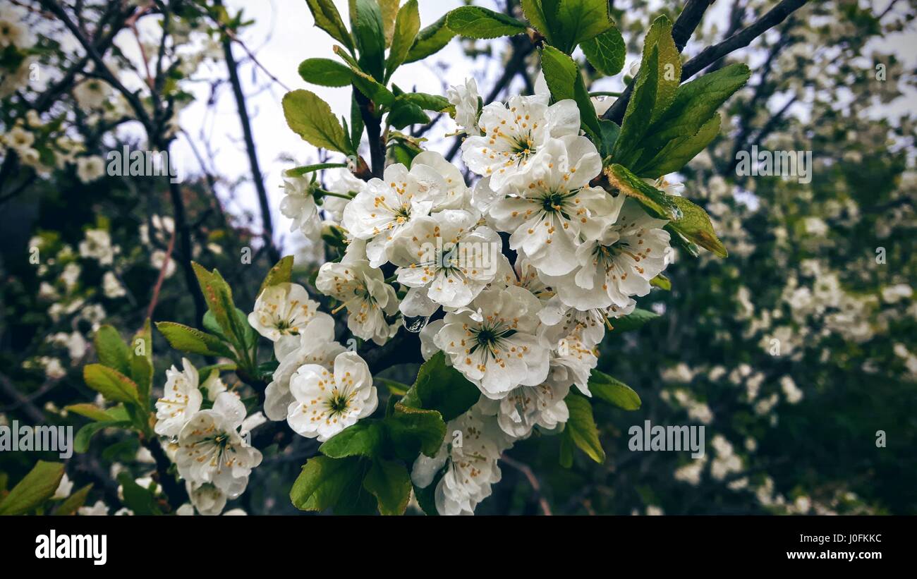 Rain tree blooming hi-res stock photography and images - Alamy