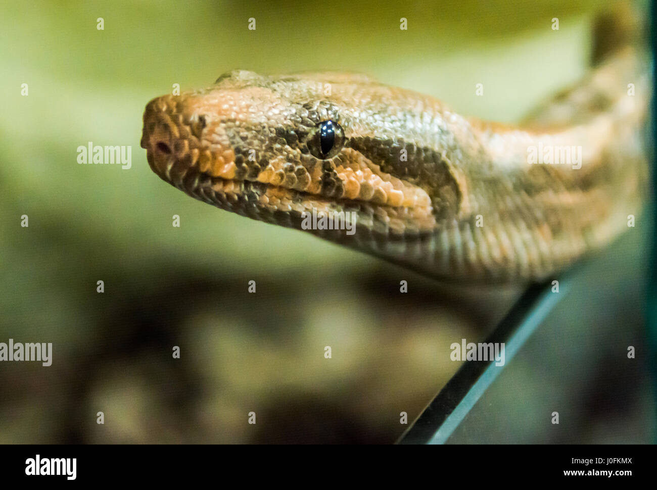Python snake skin hi-res stock photography and images - Alamy