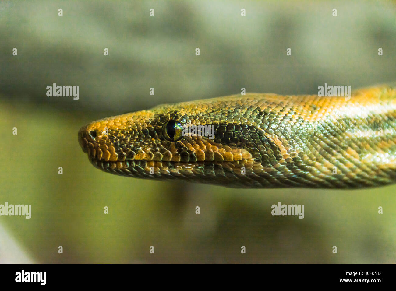Python snake skin hi-res stock photography and images - Alamy
