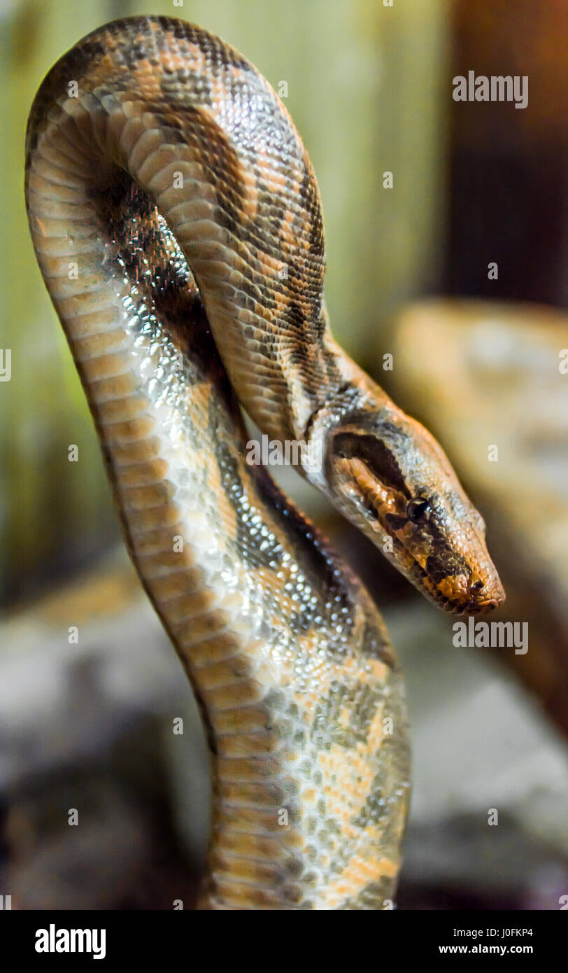 Python snake skin hi-res stock photography and images - Alamy