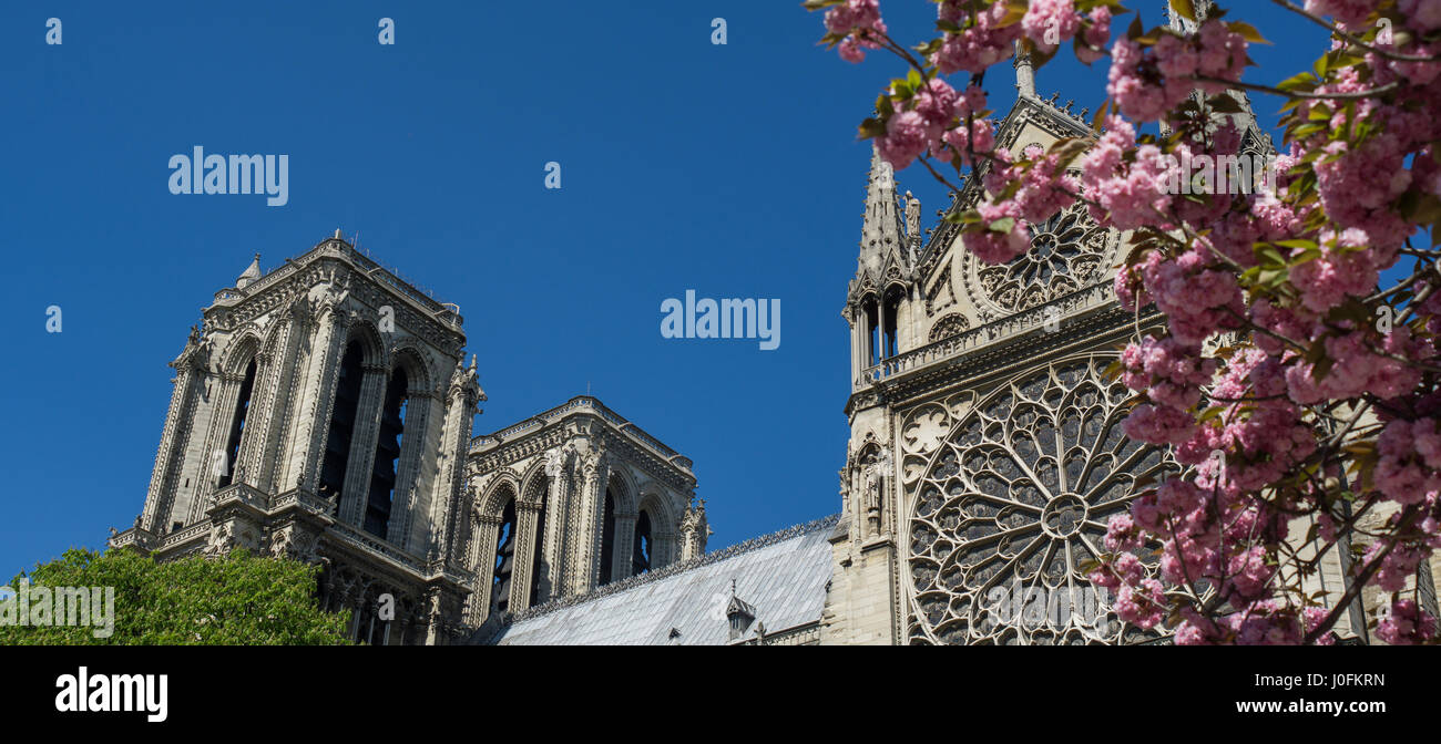 A closeup on the Notre Dame de Paris with pink spring flowers in a tree ...