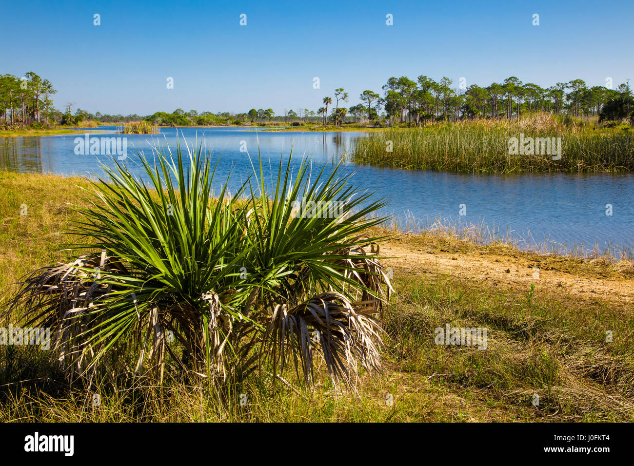 Webb Lake in Babcock/Webb Wildlife Management Area in Punta Gorda in ...