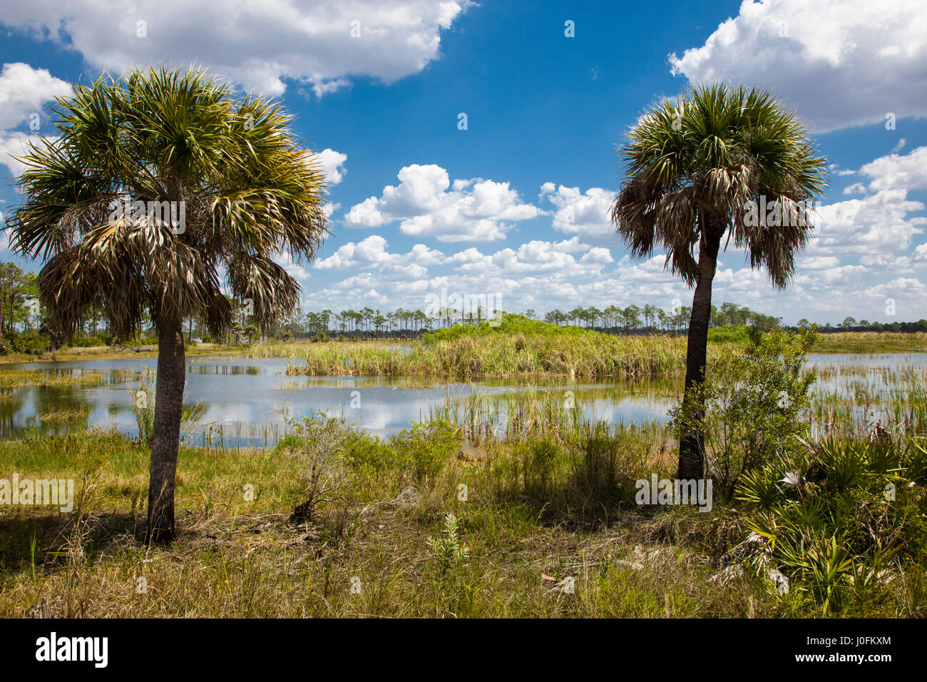 Webb lake in babcock webb wildlife hi-res stock photography and images ...
