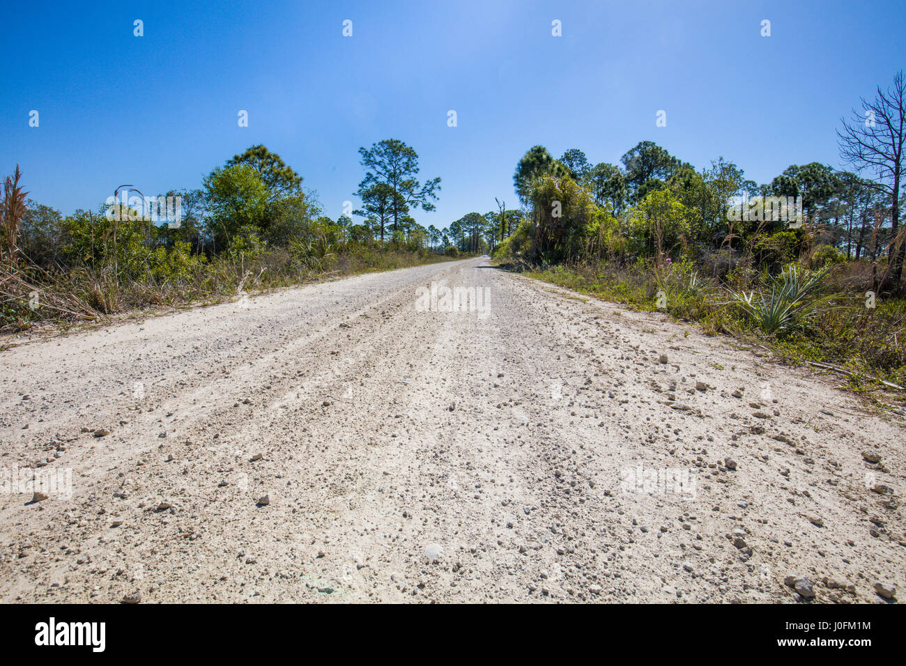 Low view of road in Babcock/Webb Wildlife Management Area in Punta ...