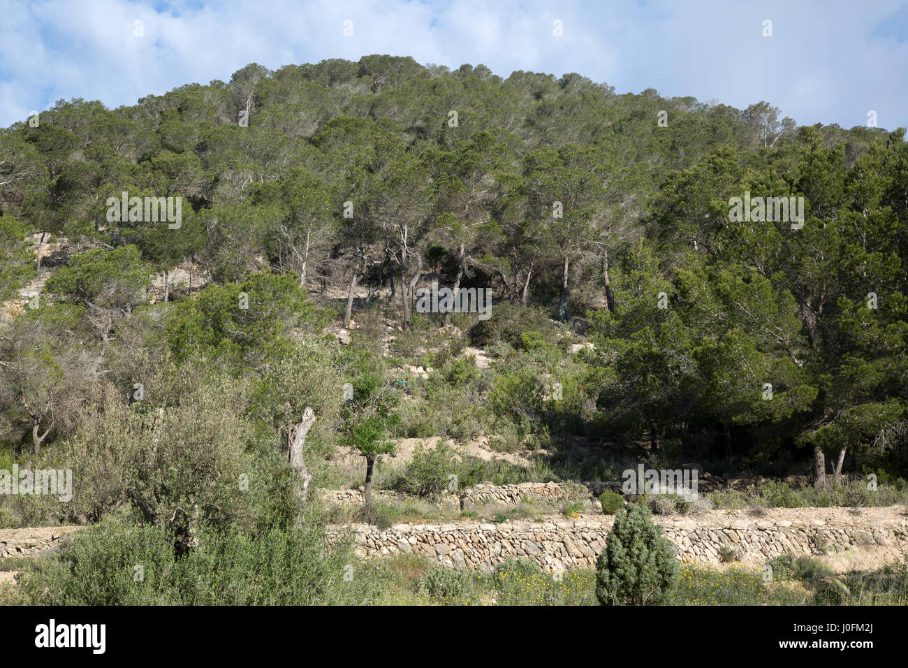 Pine Trees on Hill, Ibiza, Spain Stock Photo - Alamy
