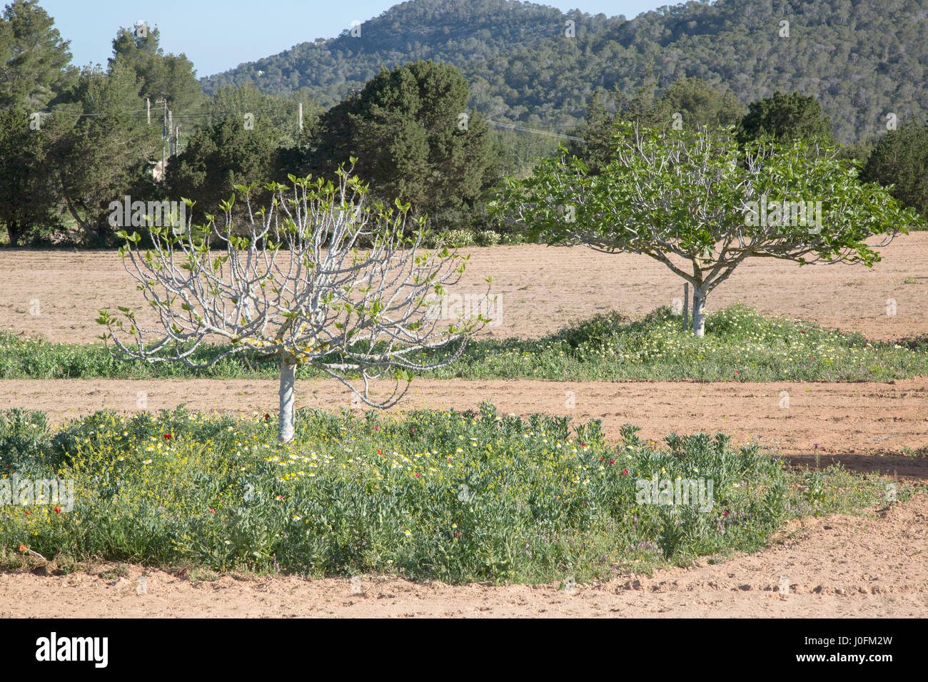 Fig Trees in Ibiza, Spain Stock Photo - Alamy