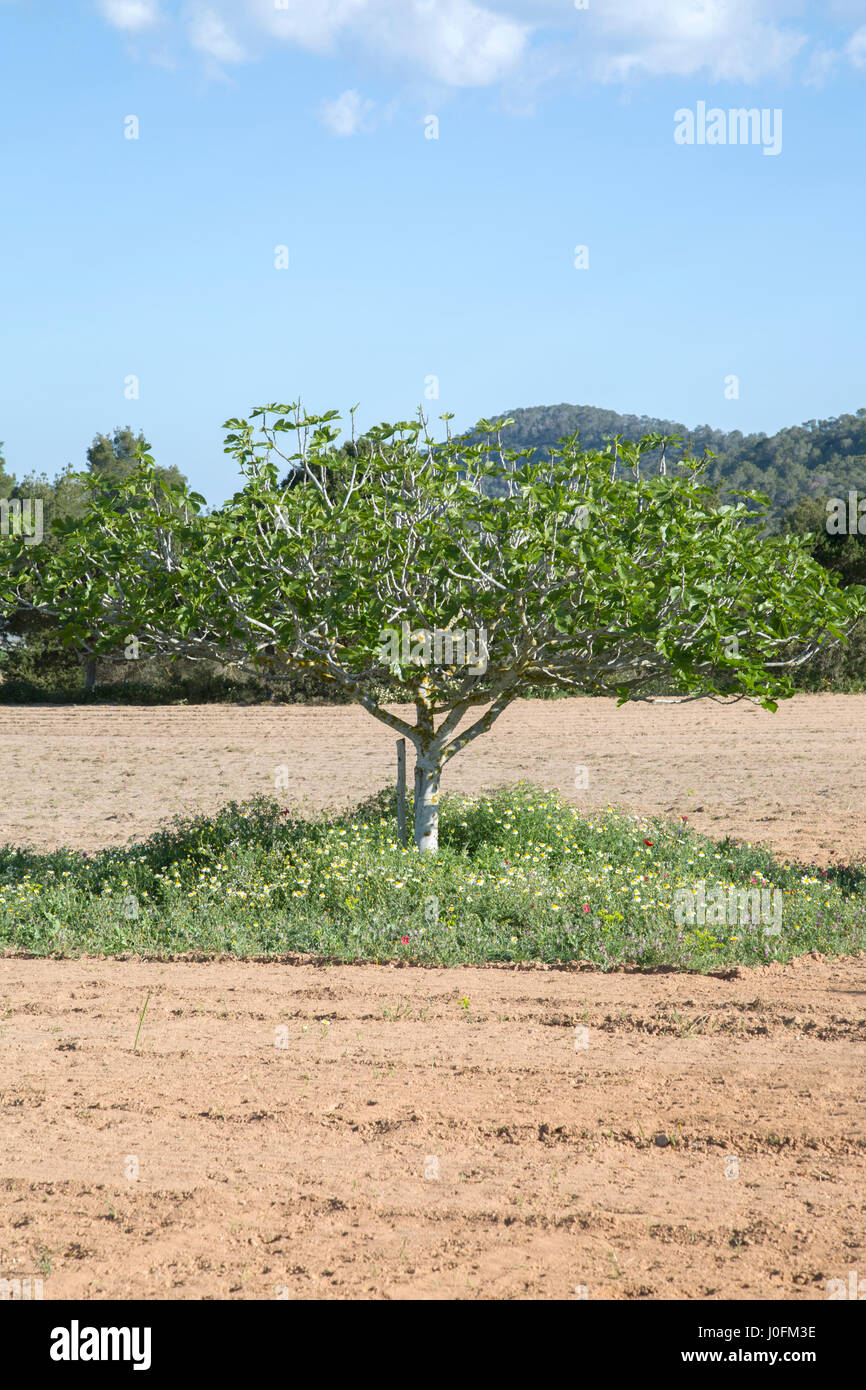 Fig Tree in Ibiza, Spain Stock Photo - Alamy