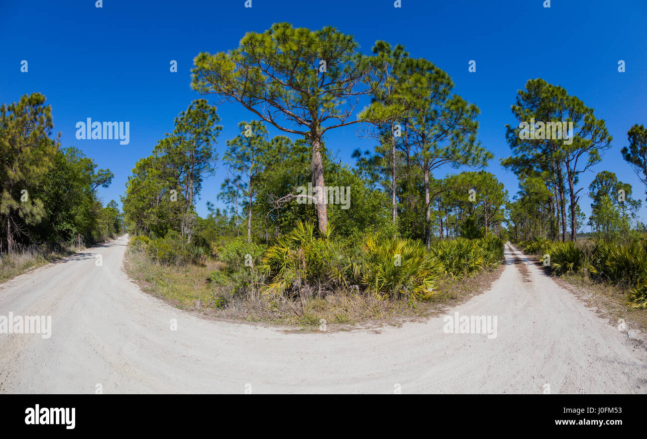 Road in Babcock/Webb Wildlife Management Area in Punta Gorda in ...