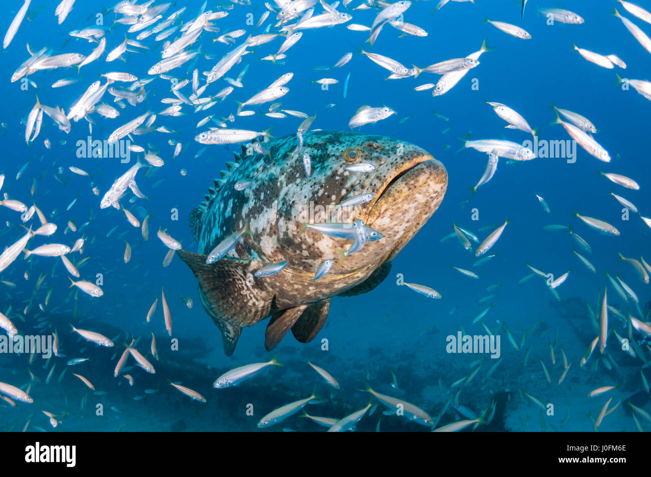 Atlantic Goliath Groupers High Resolution Stock Photography and Images ...