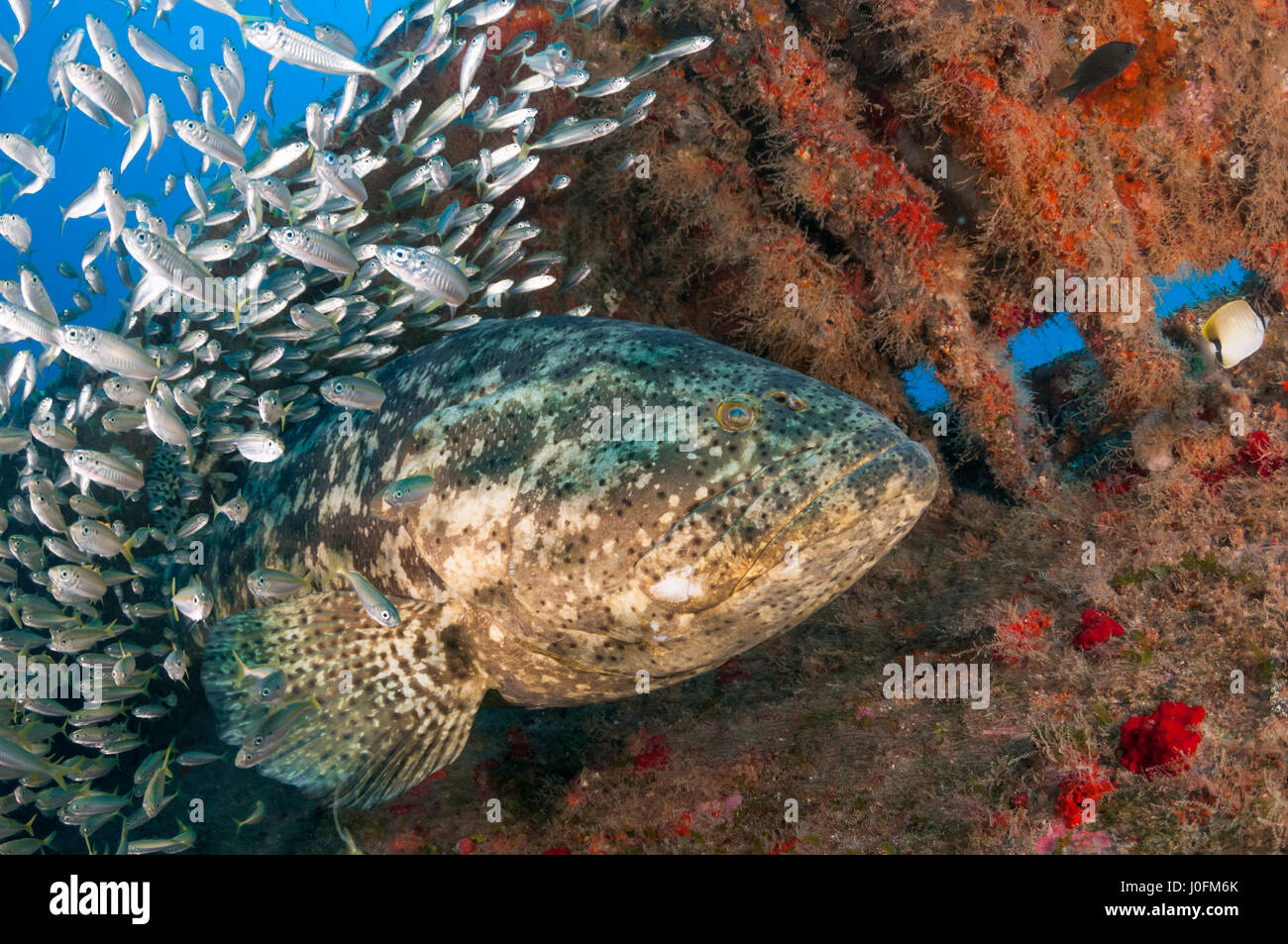 Grouper spawning hi-res stock photography and images - Alamy