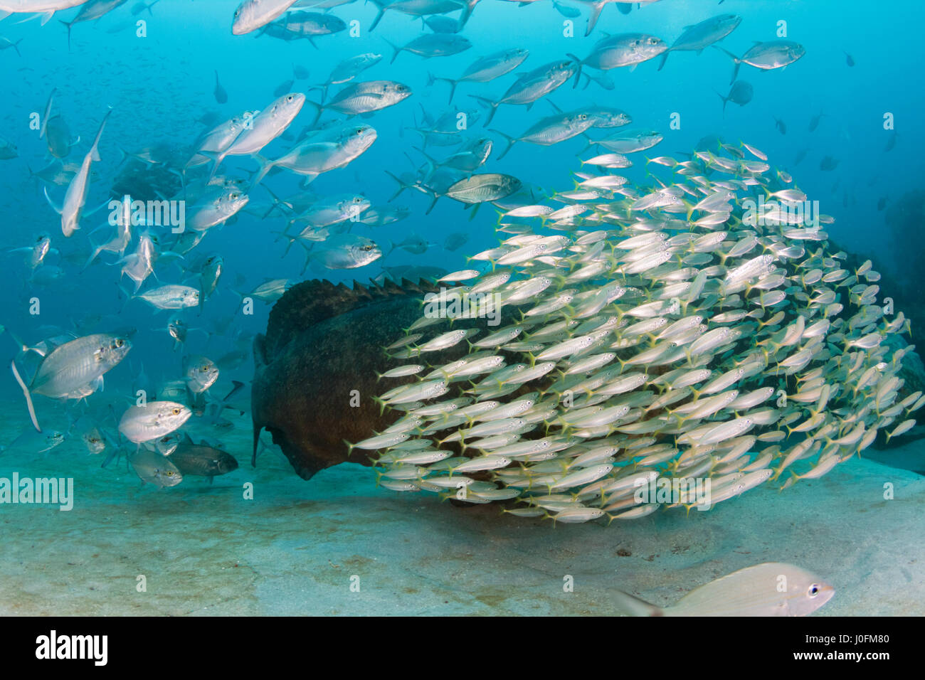 Grouper spawning hi-res stock photography and images - Alamy