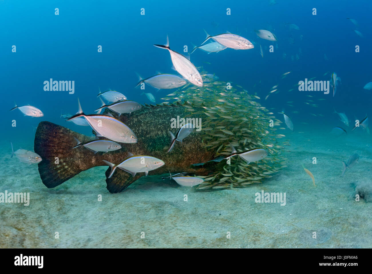 Atlantic goliath groupers hi-res stock photography and images - Alamy