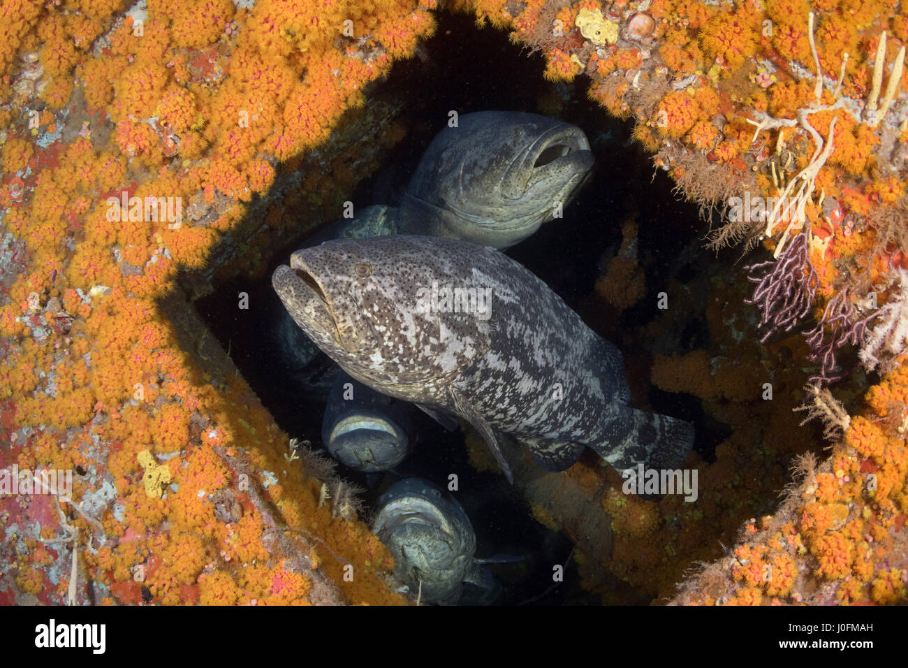 Atlantic goliath groupers hi-res stock photography and images - Alamy