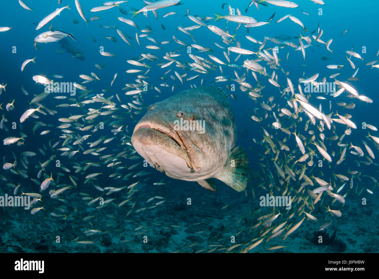 Goliath grouper hi-res stock photography and images - Alamy