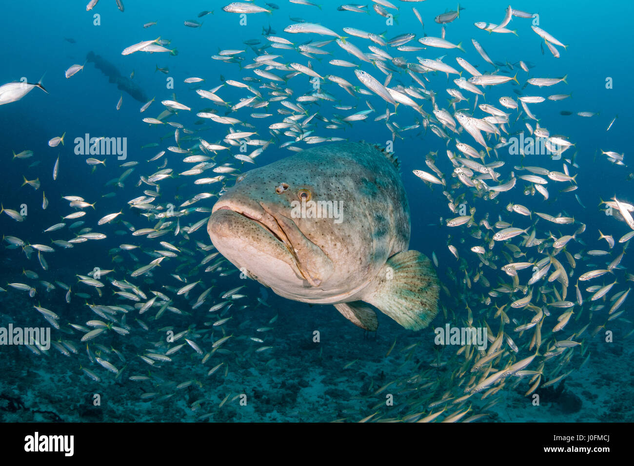 Goliath grouper hi-res stock photography and images - Alamy