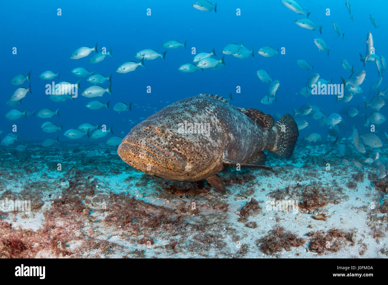 Largest species of grouper hi-res stock photography and images - Alamy