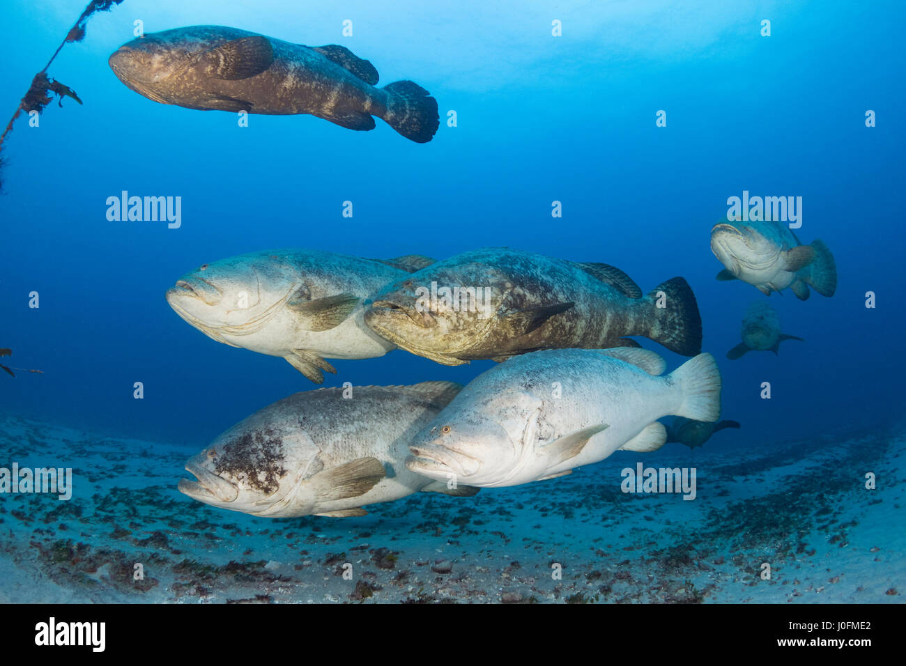 Grouper spawning hi-res stock photography and images - Alamy