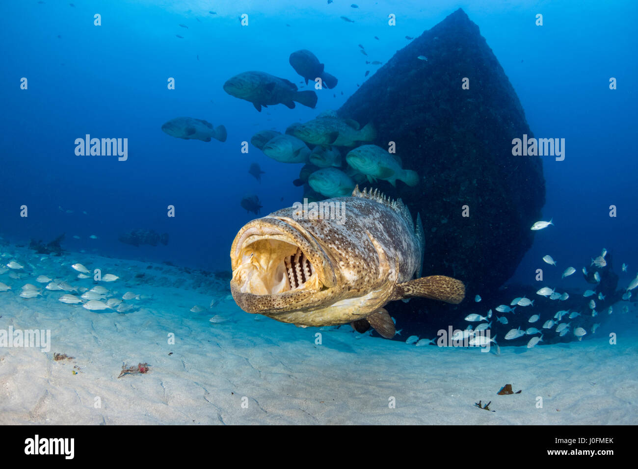Atlantic goliath groupers hi-res stock photography and images - Alamy