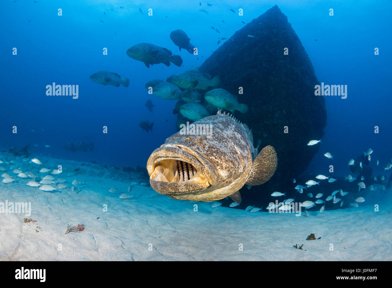 Goliath grouper during spawning aggregation between the months of ...