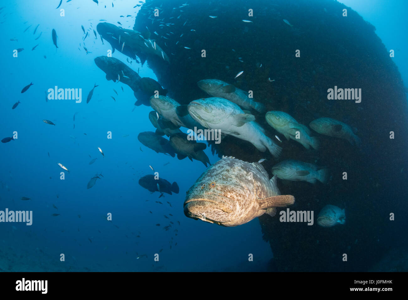 Goliath grouper during spawning aggregation between the months of ...