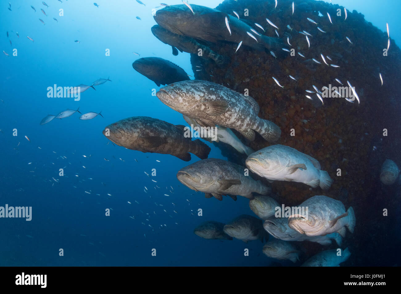 Goliath grouper during spawning aggregation between the months of ...