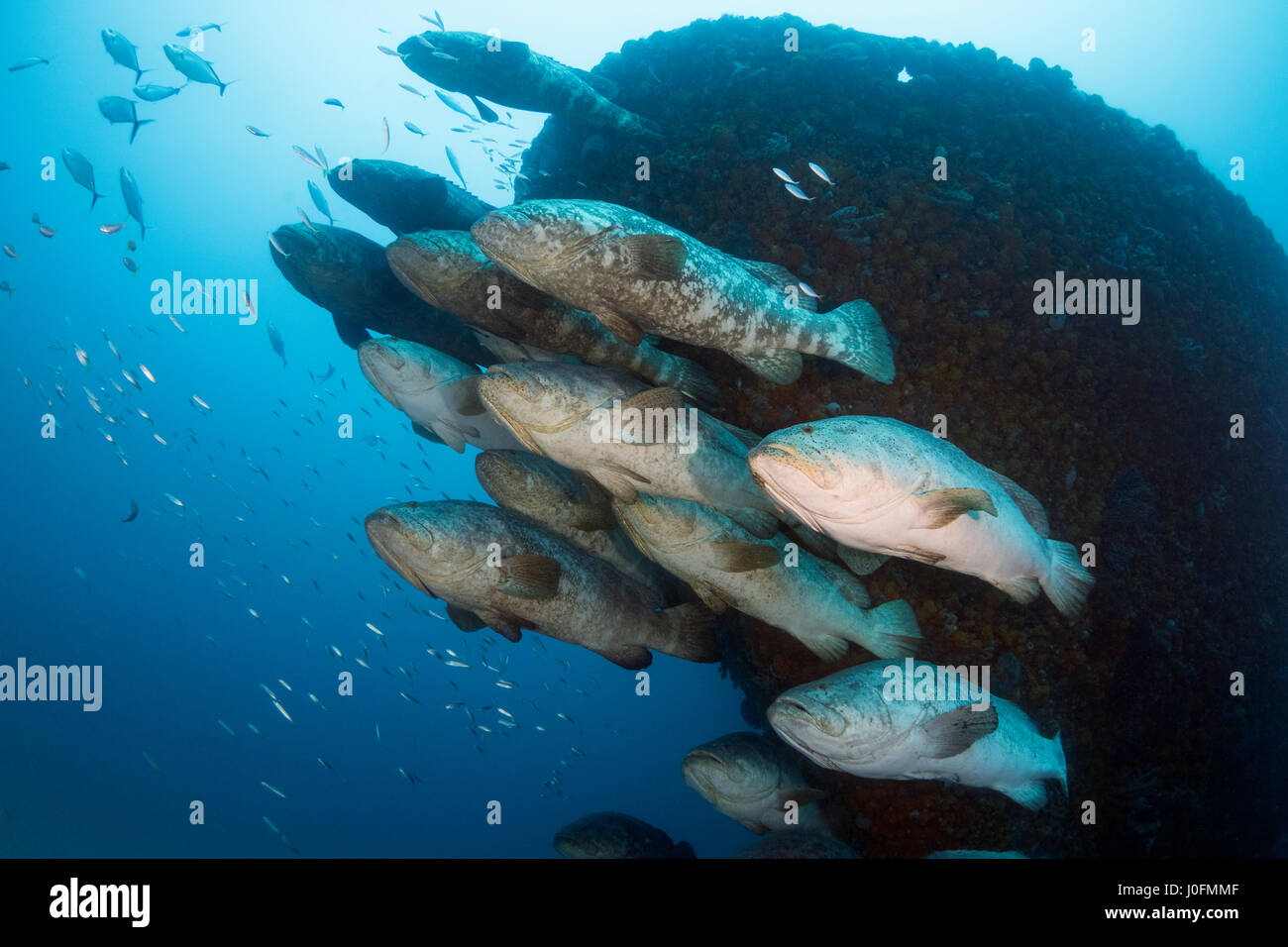Goliath grouper during spawning aggregation between the months of ...