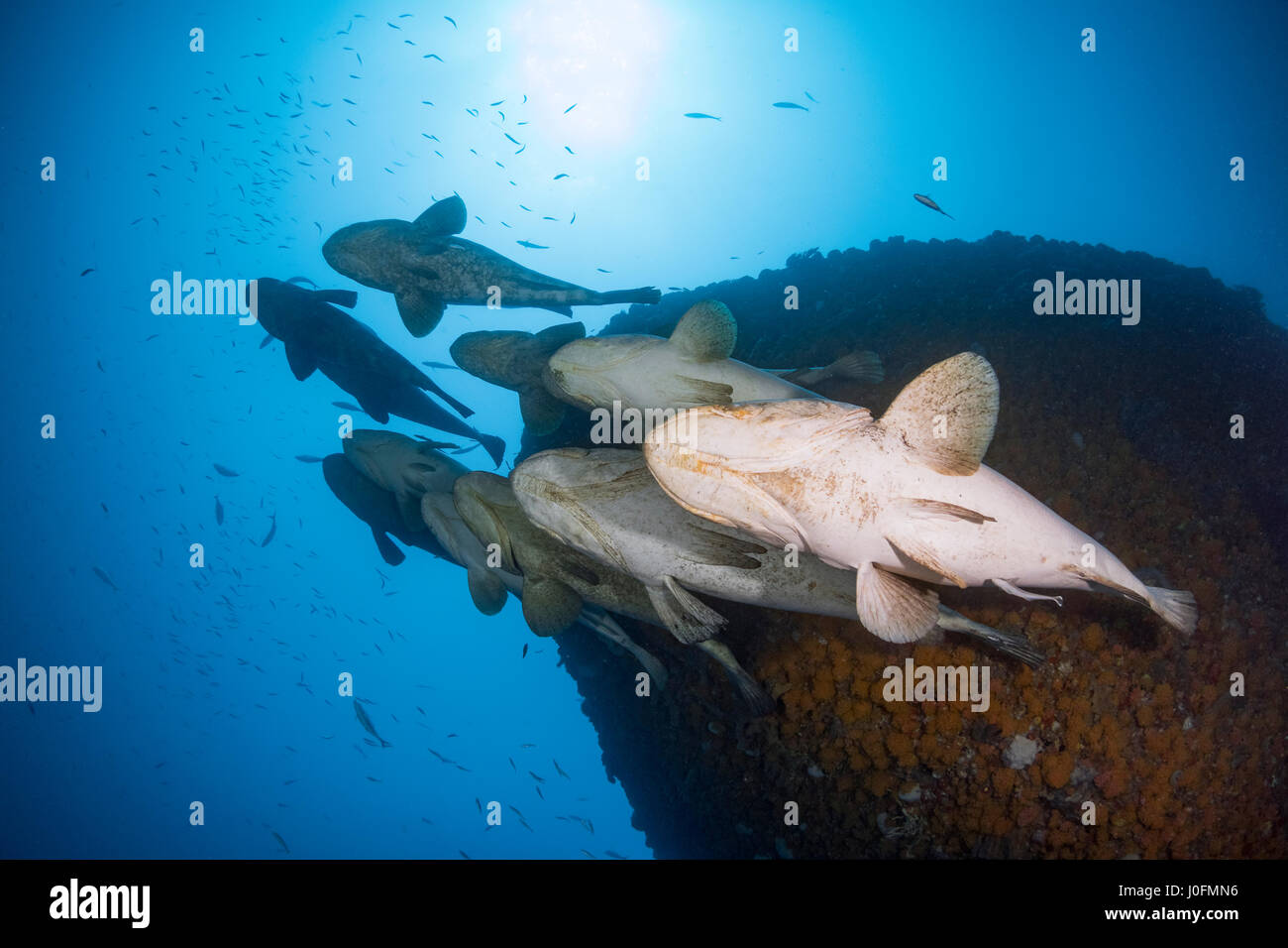 Atlantic goliath groupers hi-res stock photography and images - Alamy