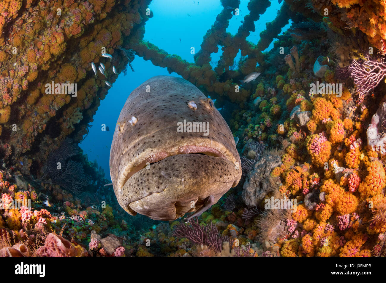 Goliath grouper underwater wreck hi-res stock photography and images ...