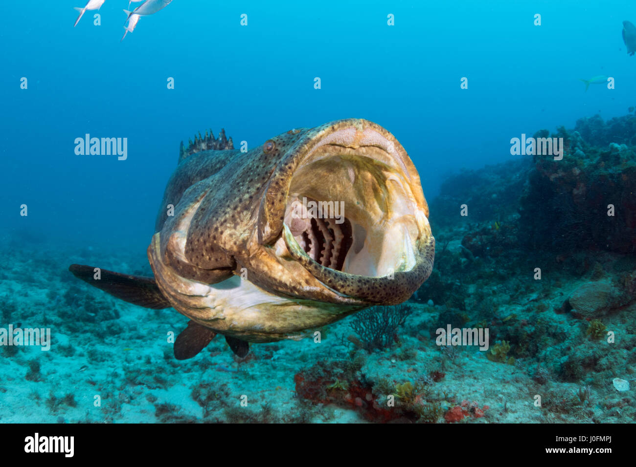 Grouper spawning hi-res stock photography and images - Alamy