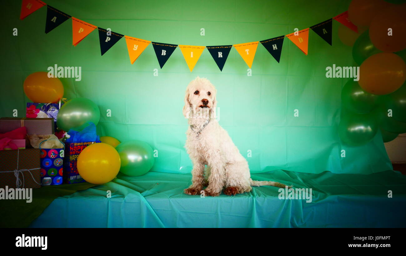 Cute black white cockapoo hi-res stock photography and images - Alamy