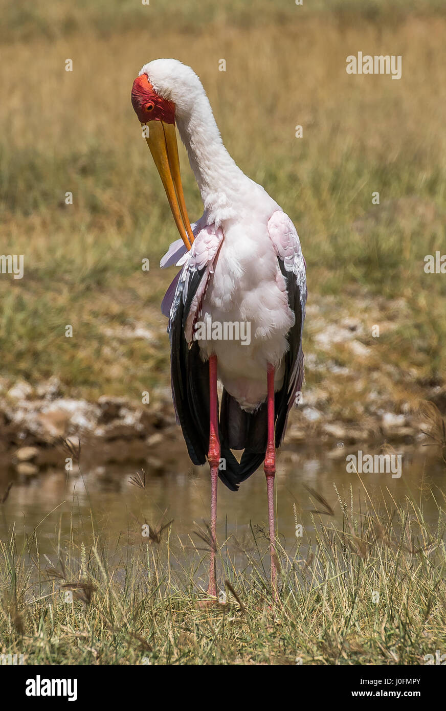 Yellow Billed Stork Stock Photo - Alamy