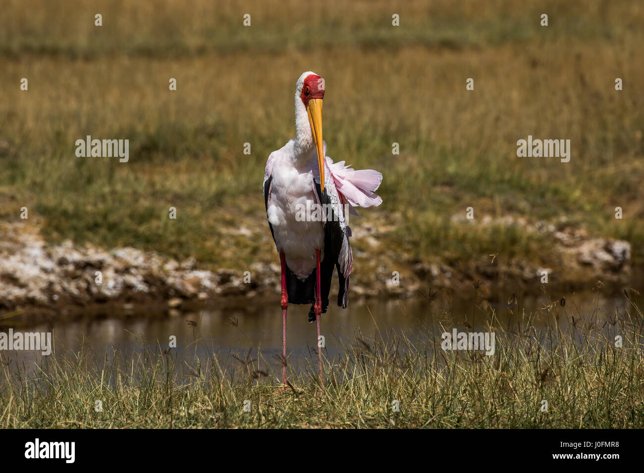 Yellow Billed Stork Stock Photo - Alamy