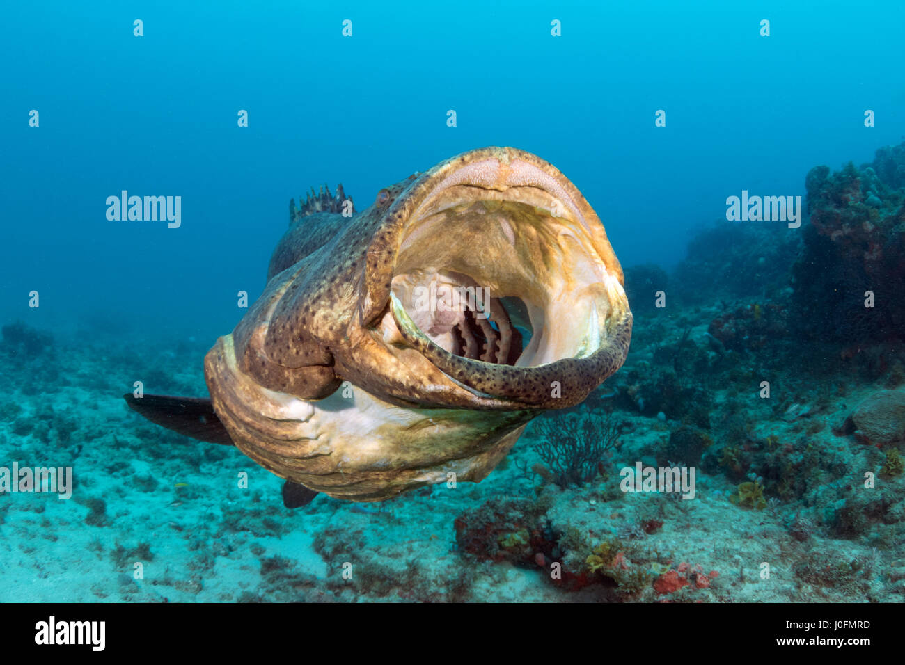 Goliath grouper hi-res stock photography and images - Alamy