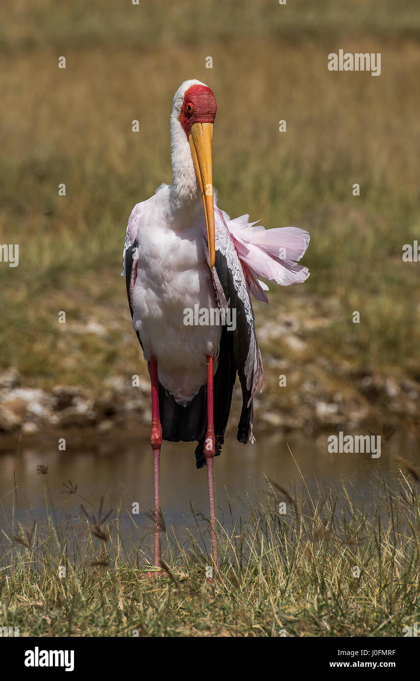 Yellow Billed Stork Stock Photo - Alamy
