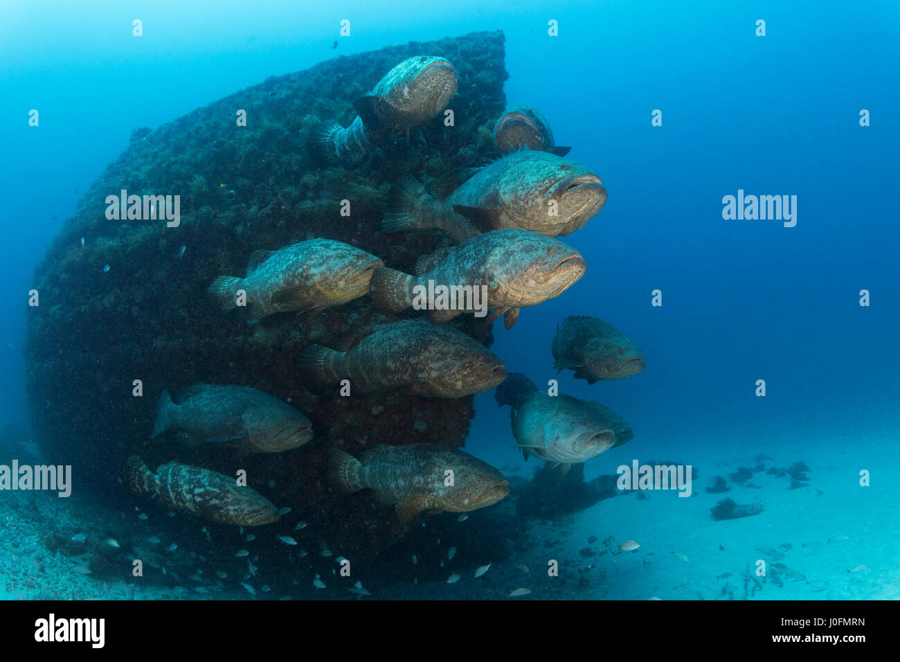 Goliath grouper during spawning aggregation between the months of ...