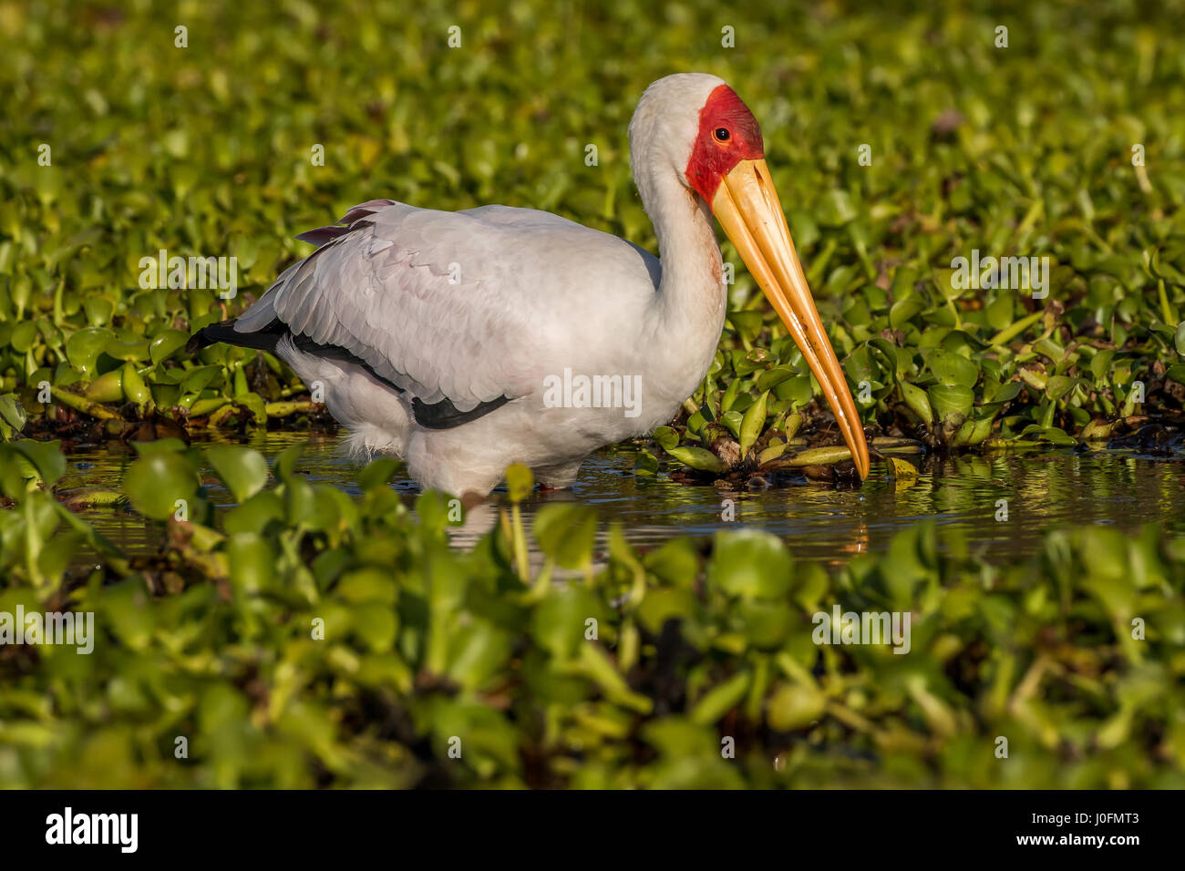 Yellow Billed Stork Stock Photo - Alamy