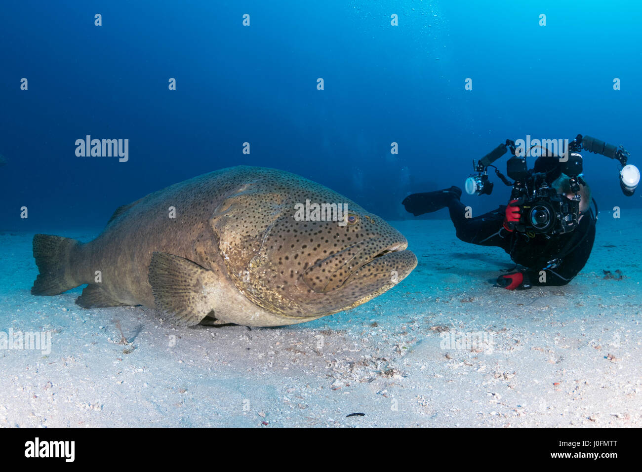 Giant grouper diver hi-res stock photography and images - Alamy