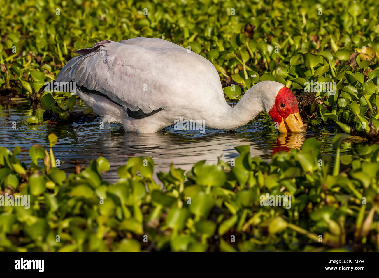 Yellow Billed Stork Stock Photo - Alamy