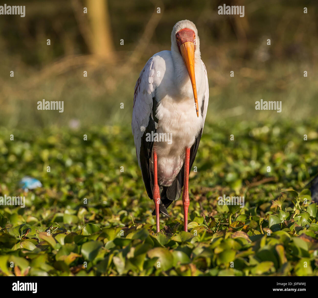 Yellow Billed Stork Stock Photo - Alamy