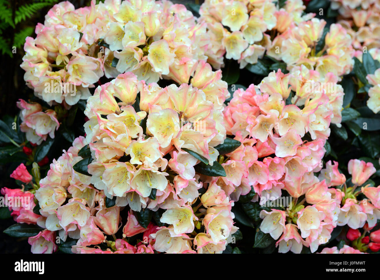 Rhododendron blossom in springtime at a park Stock Photo - Alamy