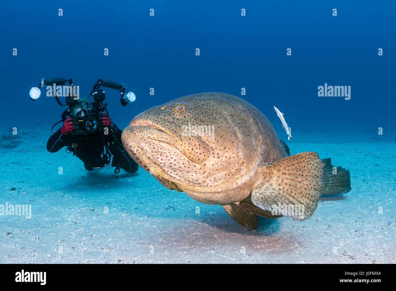 Giant grouper hi-res stock photography and images - Alamy