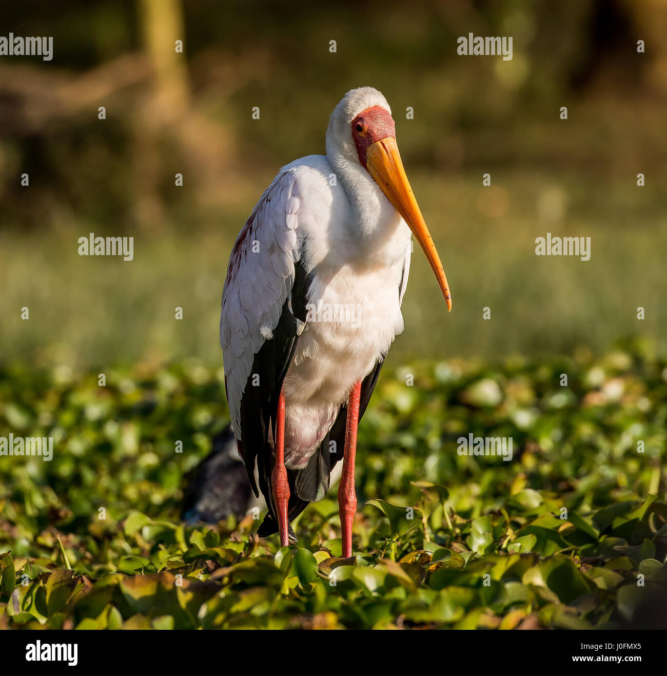 Yellow Billed Stork Stock Photo - Alamy