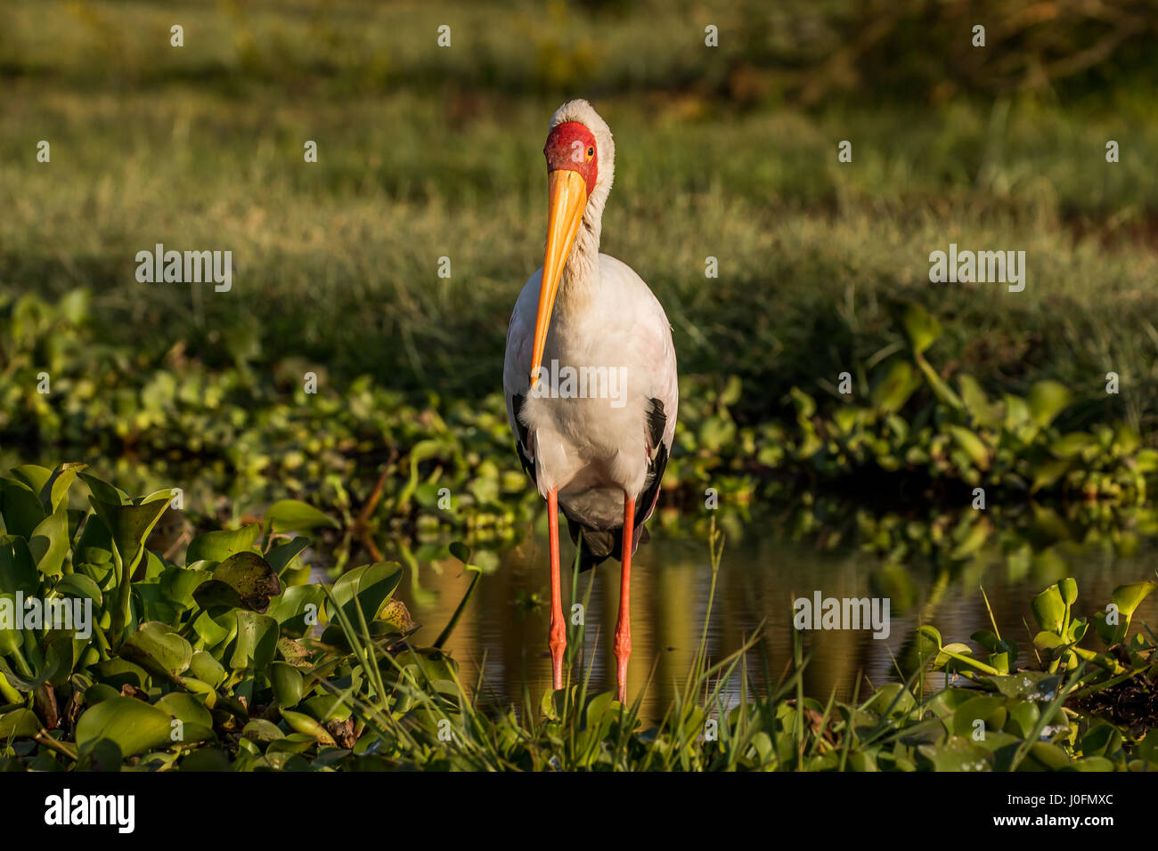 Yellow Billed Stork Stock Photo - Alamy
