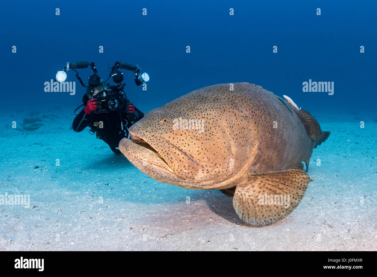 Goliath grouper underwater hi-res stock photography and images - Alamy