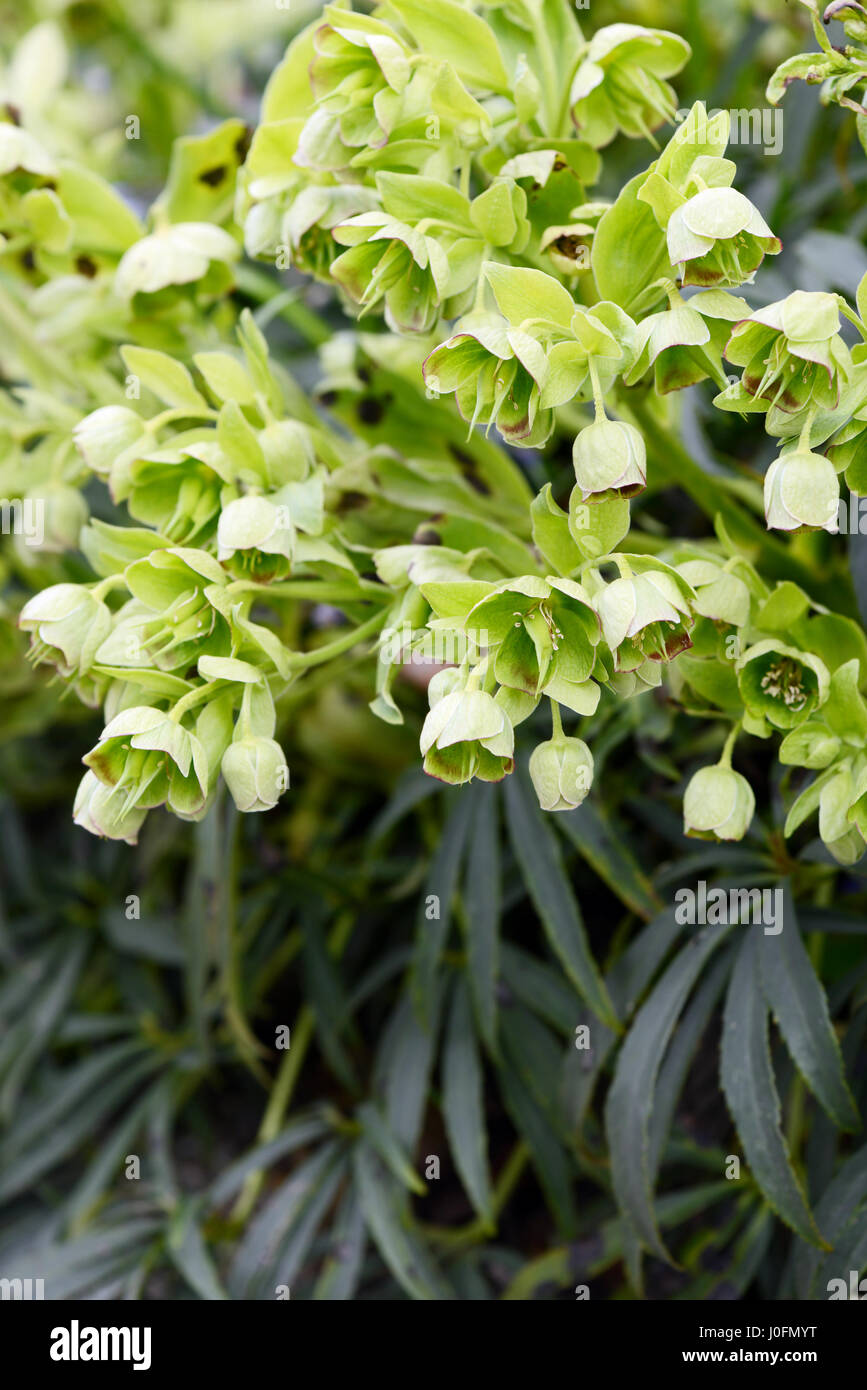 stinking hellebore (Helleborus foetidus) blossom in springtime Stock ...
