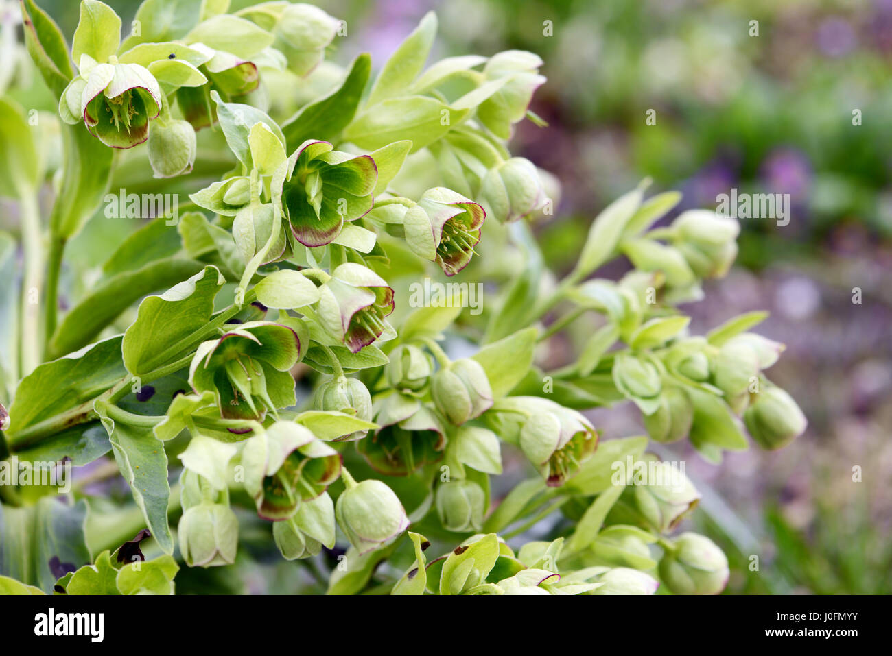 stinking hellebore (Helleborus foetidus) blossom in springtime Stock ...