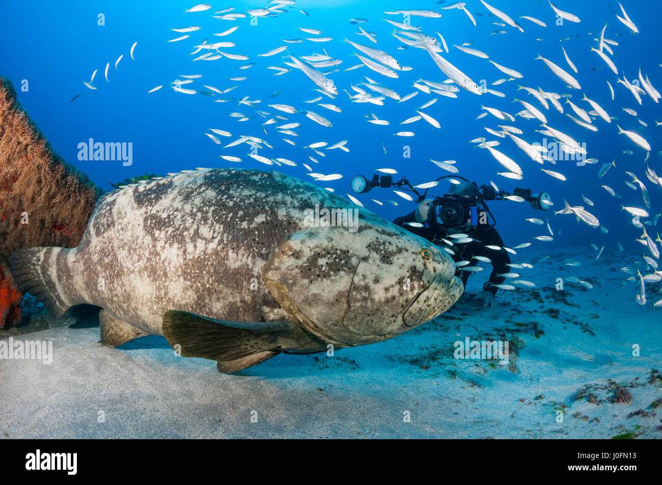 Largest grouper species hi-res stock photography and images - Alamy