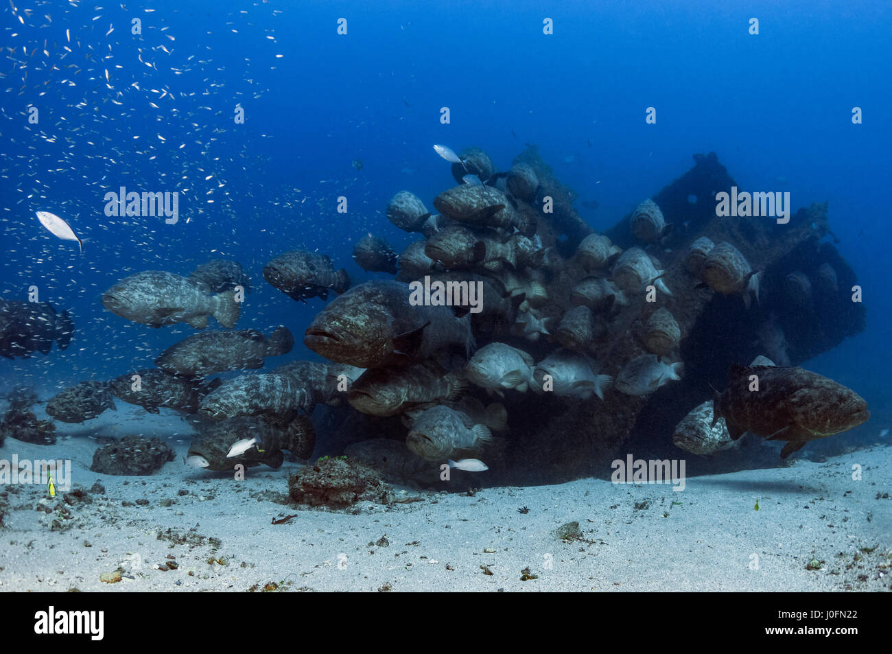 Grouper spawning hi-res stock photography and images - Alamy