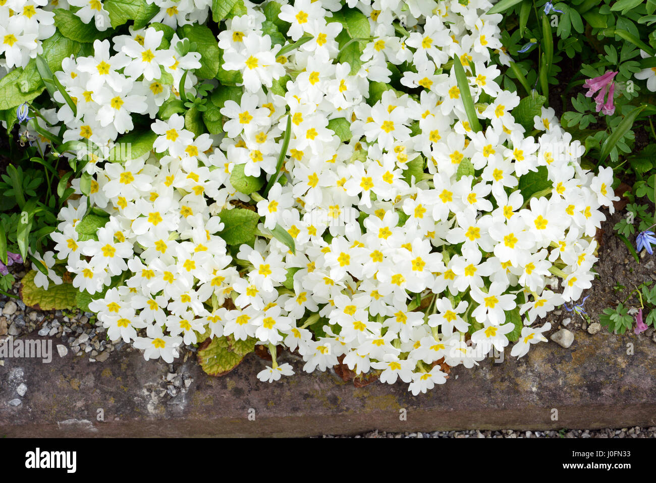 white primrose in springtime blossom. garden Stock Photo - Alamy